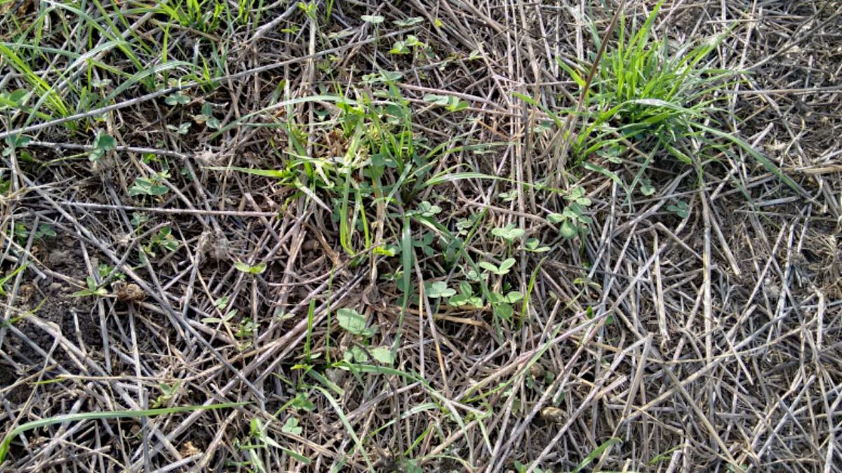 Pasto forrajero desplazaría a leguminosas de pasturas