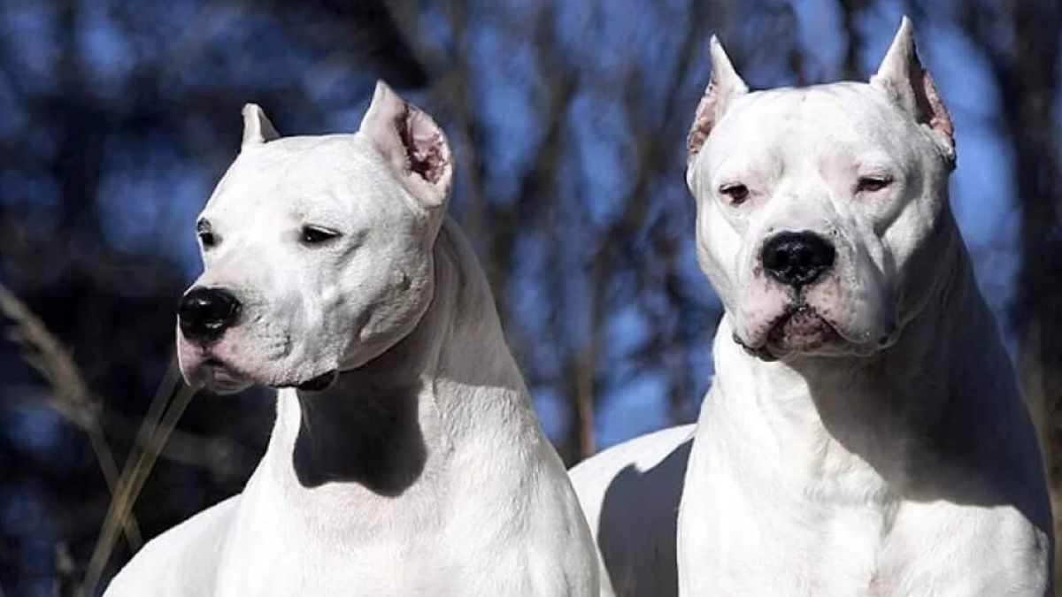 Una chica de 15 años murió tras ser atacada por dos dogos