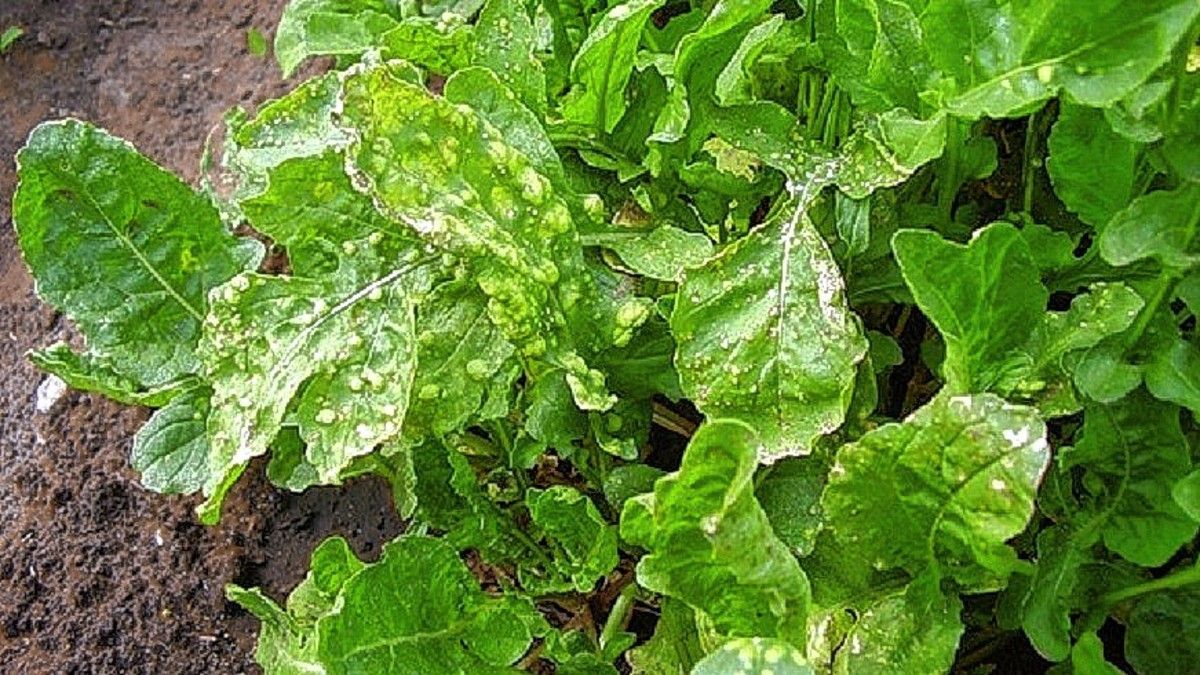 Rúcula: un parásito afecta su cultivo de y genera pérdidas