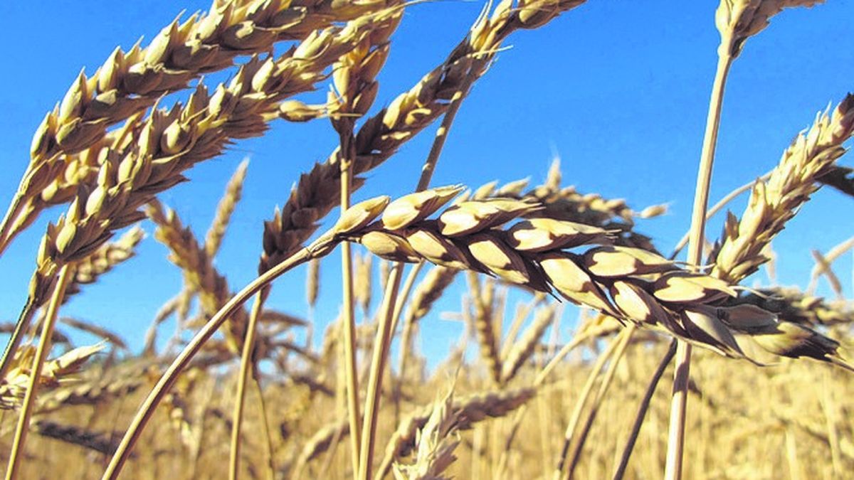 El trigo busca recuperar su podio