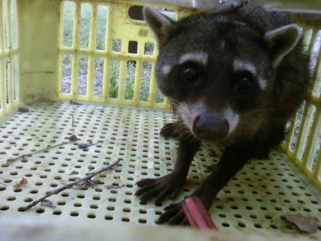 Un oso mapache en una vivienda de Caseros