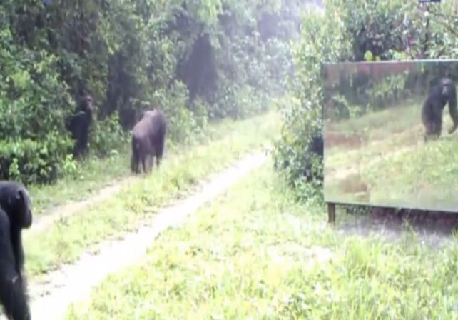 Mirá cómo reaccionan los animales salvajes al verse en un espejo