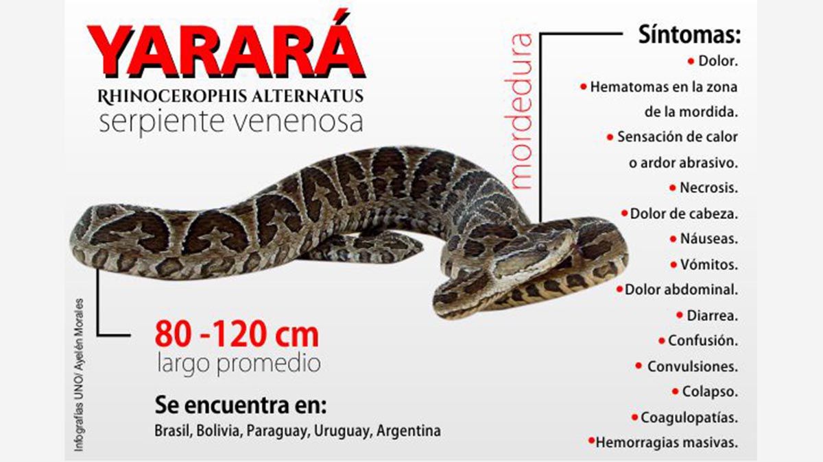 Síntomas de una mordedura de yarará