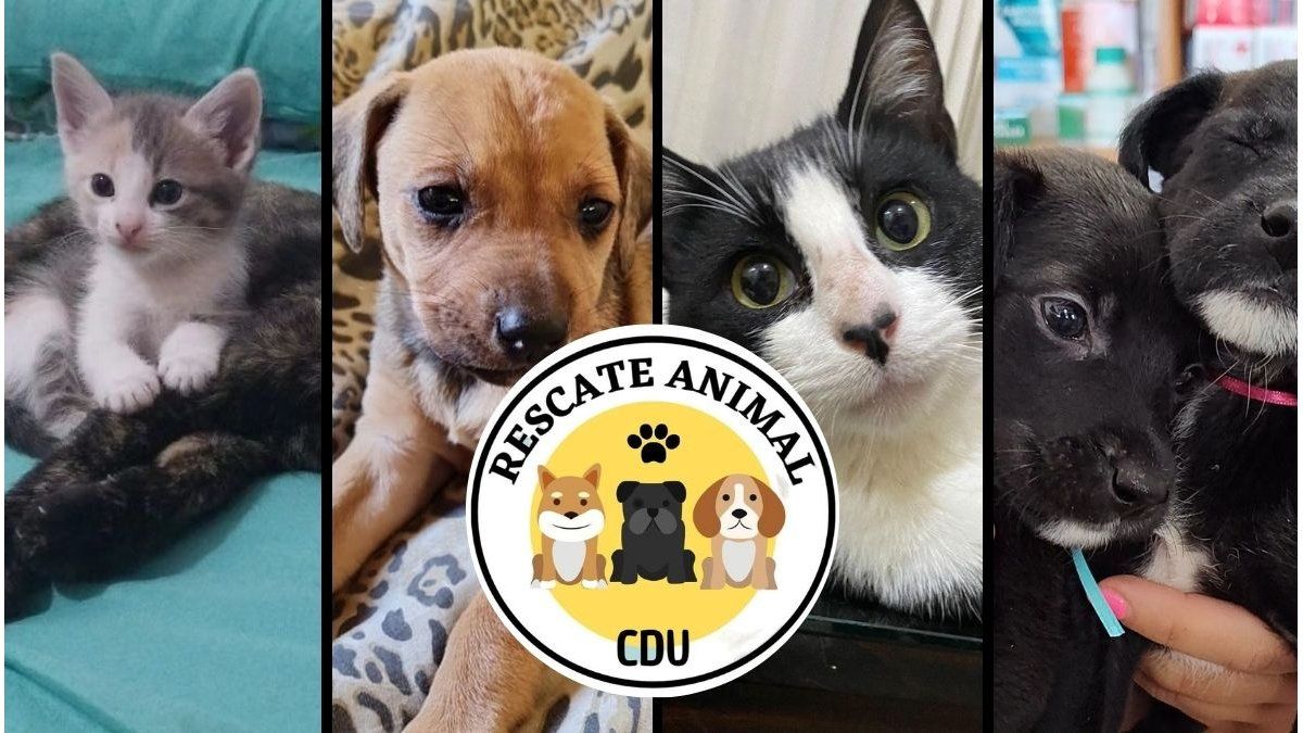 Grupo de rescate animal precisa ayuda de la comunidad