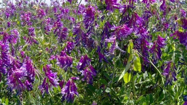 Ganadería: la vicia villosa mejora la dieta y aumenta la producción de ...