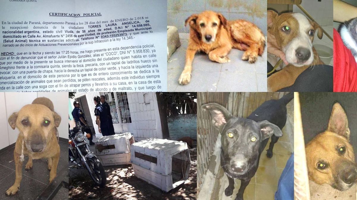 Secuestro de mascotas maltratadas