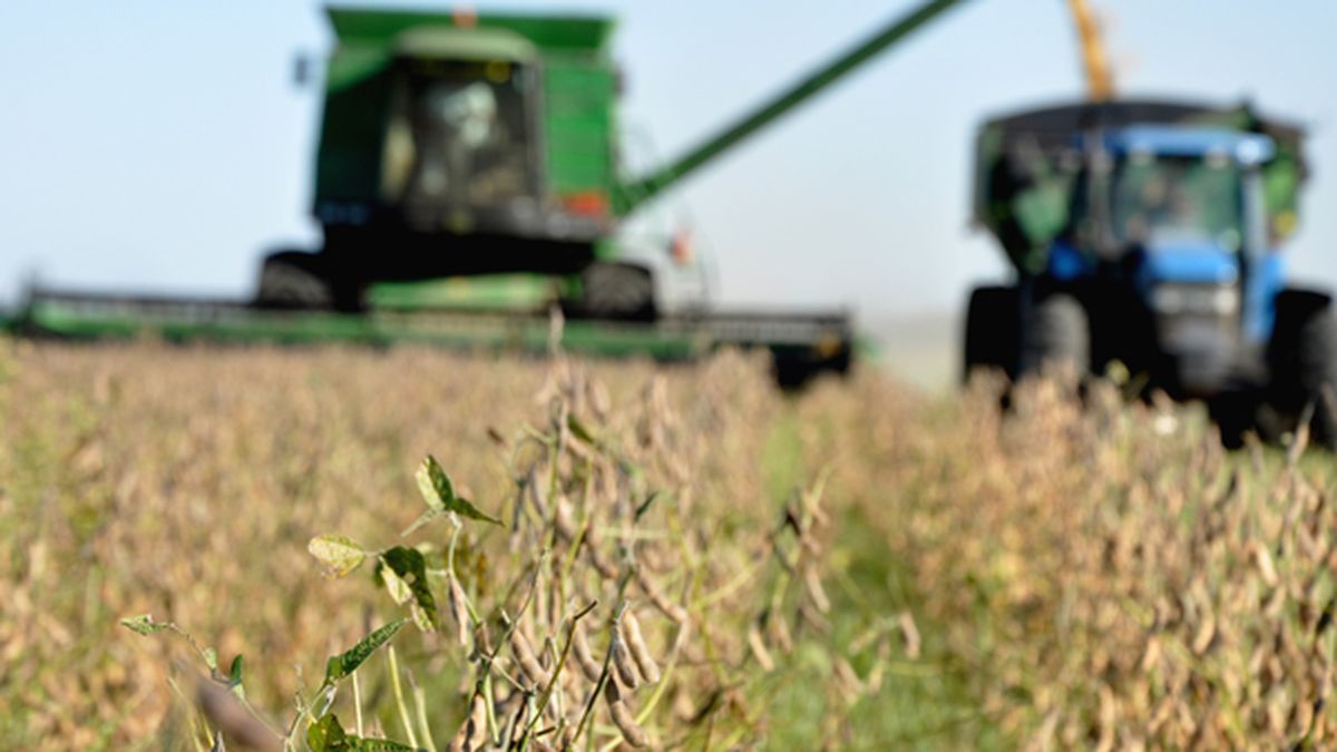 La cosecha de soja 13/14 rozaría las 55 millones de toneladas