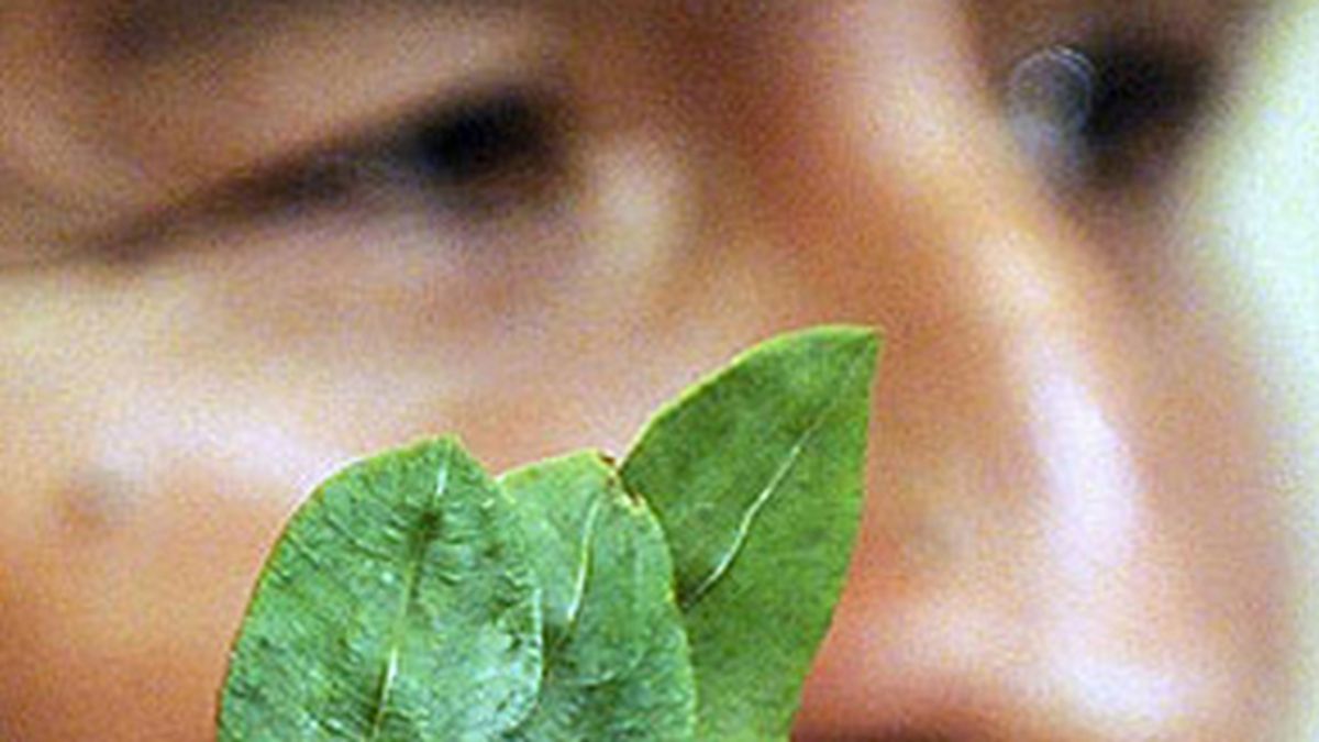 Evo invita a mascar coca a funcionarios de la ONU para ser más inteligentes