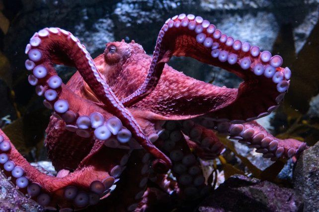 Una hembra de pulpo abandona su vida para cuidar huevos que nunca ...