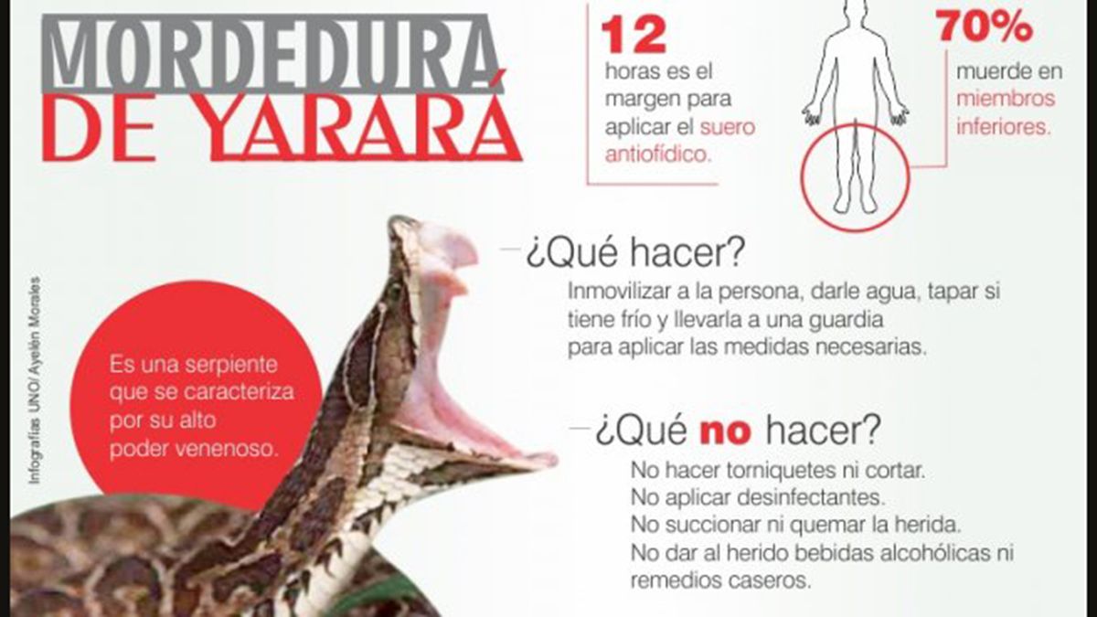 Lo mordió una yarará en el Islote y se recupera gracias a que actuó rápido
