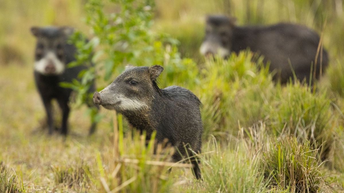 Parque Nacional Copo