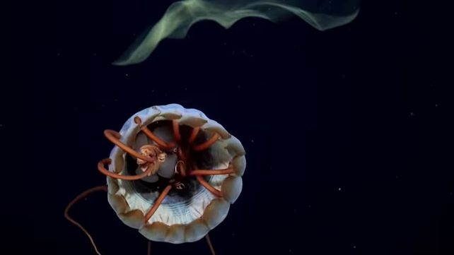 Conicet: furor por el streaming bajo el mar en contexto de vaciamiento