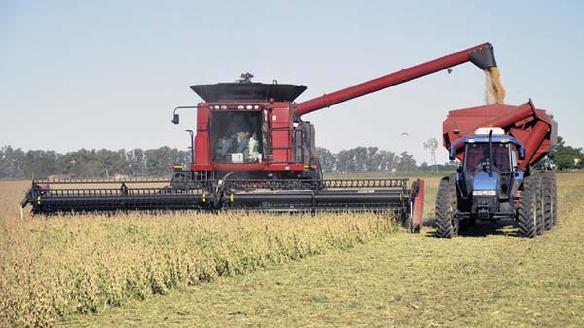 Llega la cosecha y con ella los interrogantes: qué se espera para los ...