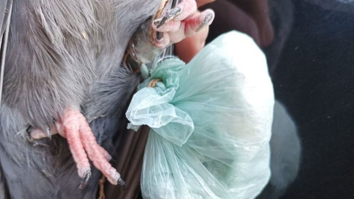 En diez meses hubo ocho casos de palomas delivery de droga a la cárcel ...