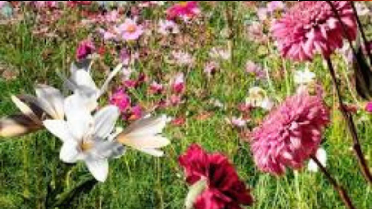 La primavera y el almanaque: ¿cuándo empieza de verdad la estación de ...