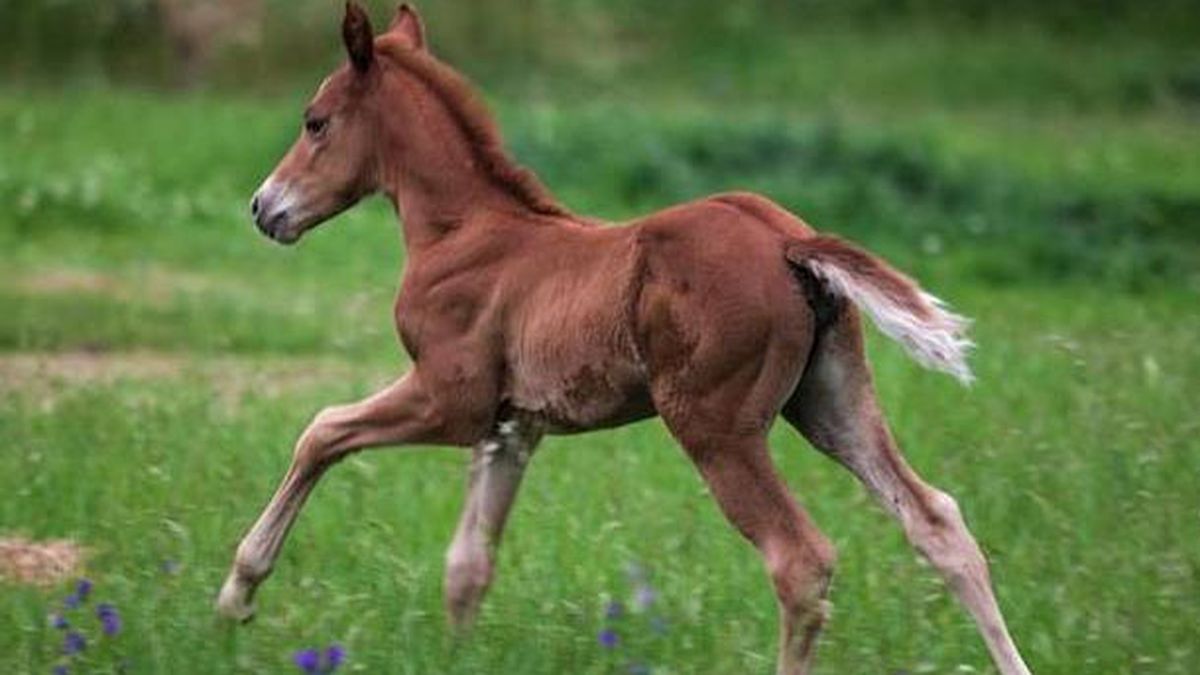 La primera yegua clonada en el país se llama Silvina Luna