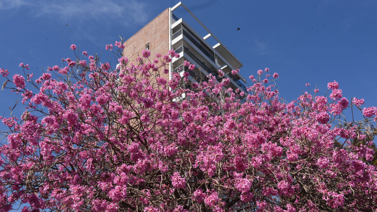 Ya hay más de 800 pedidos de vecinos para plantar árboles en las veredas