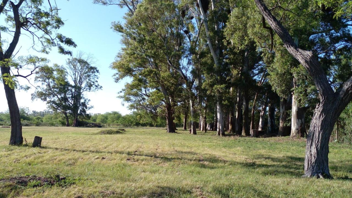 La restauración de los bosques nativos, un asunto popular