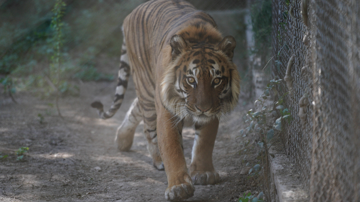De la India a zona norte: quién es Prince, el tigre de Bengala que fue ...