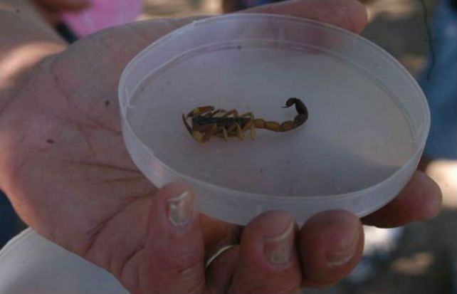 Alacranes en casa: mitos, consejos y cuidados a tener en cuenta