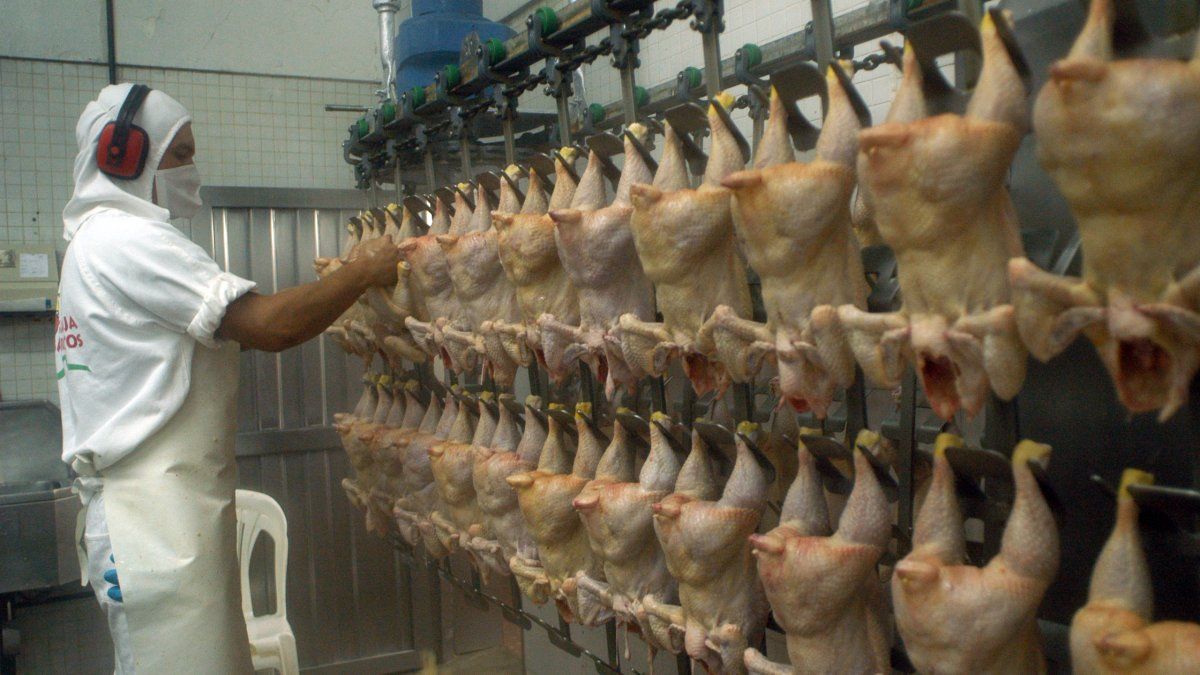 La industria avícola se adapta a la cuarentena y sigue generando ...