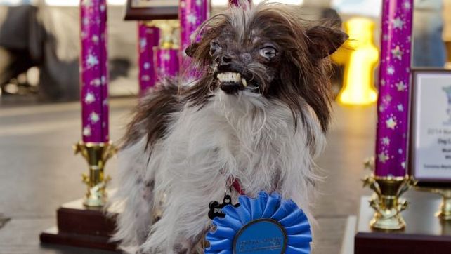 Peanut, el nuevo perro más feo del mundo