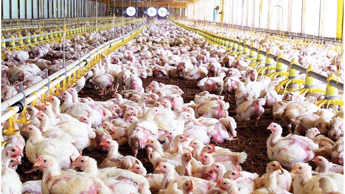 El apilado de cama de pollo avanza con múltiples beneficios para el agro