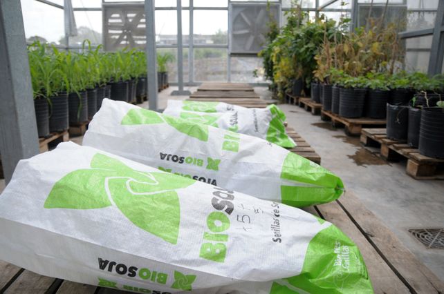 Bioceres a punto de entrar con el trigo HB4 en Brasil