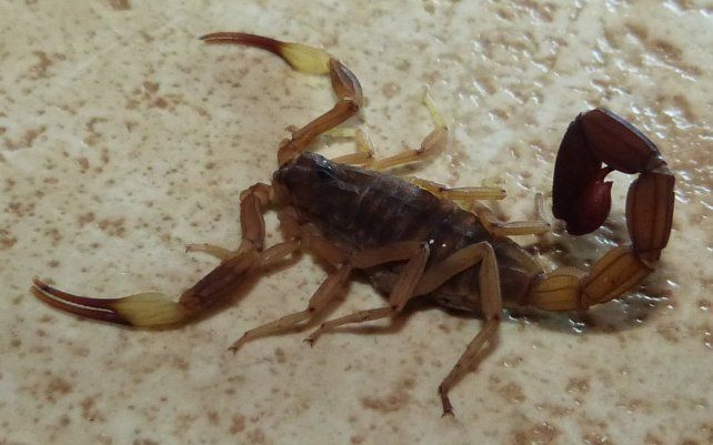 Un nene de cinco años está internado por la picadura de alacrán