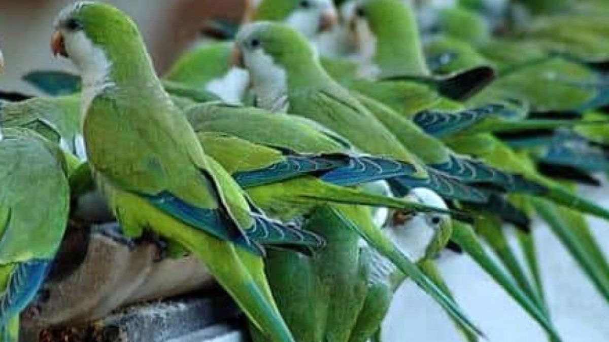 La cotorra crece al ritmo del avance de la tierra cultivable