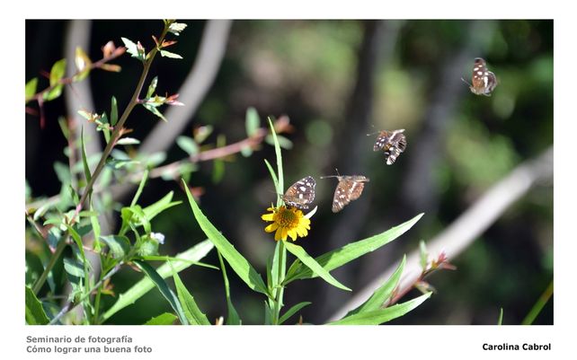 Cómo lograr una buena foto vuelve a La Hendija