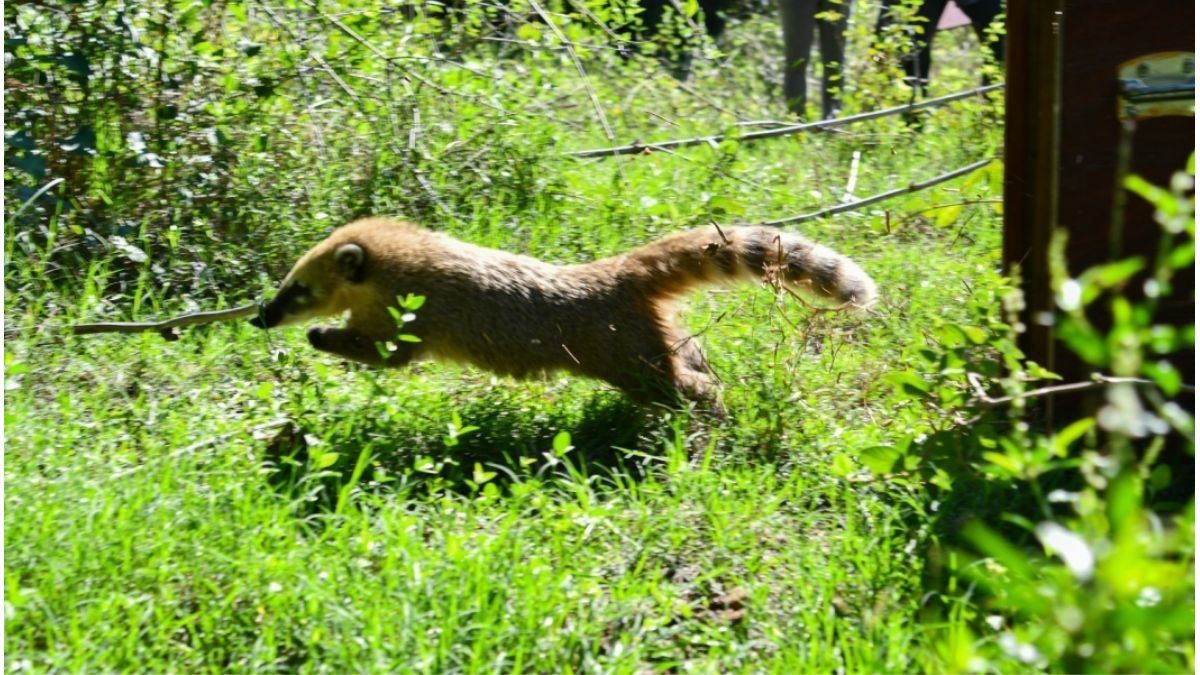 Biodiversidad: la provincia de Santa Fe ya liberó más de 350 animales ...