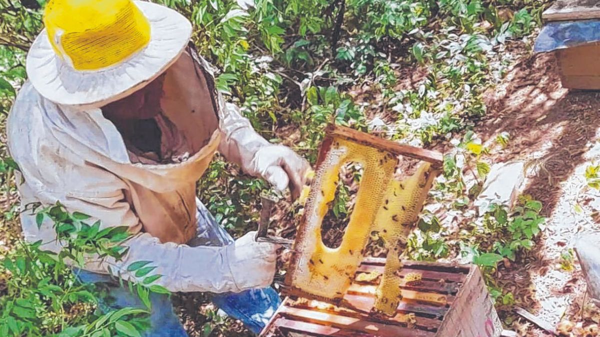 Consejos para cuidar los apiarios frente a las altas temperaturas