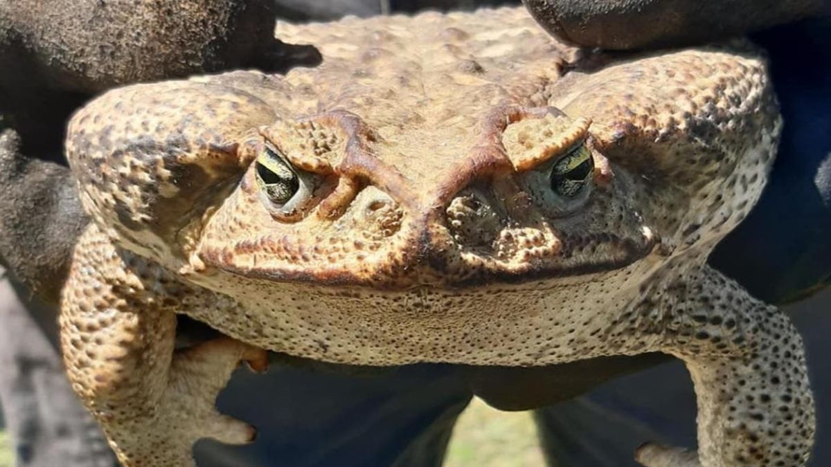 Hallan un sapo venenoso de dos kilos en una casa de Granadero Baigorria