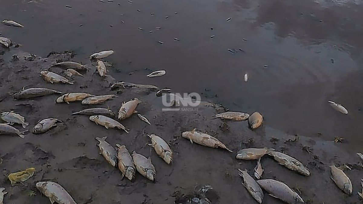 Aparecieron miles de peces muertos cerca de Esperanza y Recreo