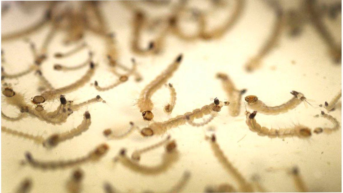 Dengue: confirman 120.000 casos y 79 muertes en ocho meses