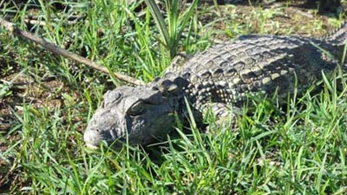 El yacaré rescatado del laguito del Parque fue liberado en la zona de islas