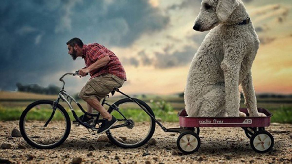 Un perro enorme enamora a sus dueños y es inspiración de cuentos infantiles