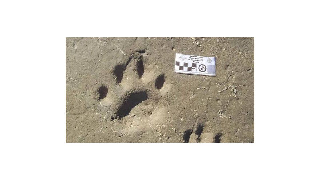 Hallan Huellas De Felino Prehistórico En Miramar