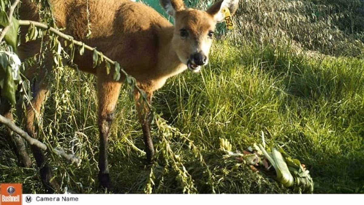 La tierna historia de la ciervita que recuperó la libertad
