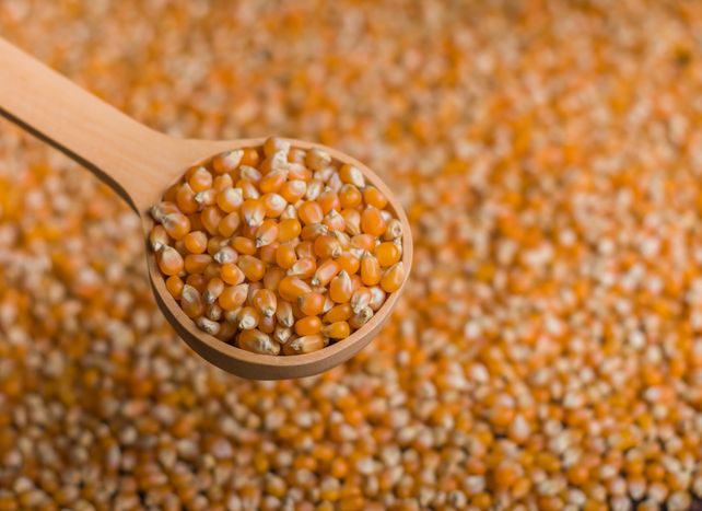 El maíz pisingallo busca explotar en Argentina