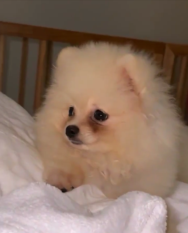 Cristian Castro, Susana Giménez y una novela mexicana sobre un perro de ...