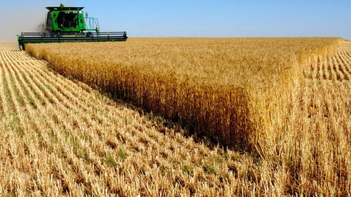 Acopiadores y molineros fijan pautas de comercialización del trigo