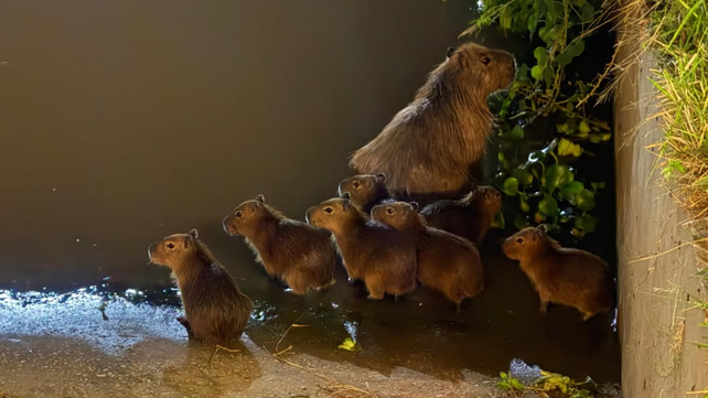 Apareció una familia de carpinchos en un club rosarino por la crecida ...