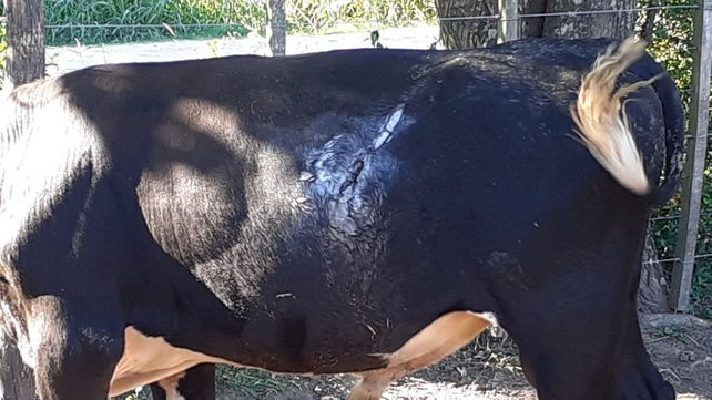 El drama de las vacas empastadas