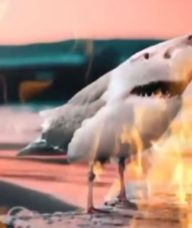 Noo, la polizia nooo: la historia detrás del audio viral que circula en redes sociales