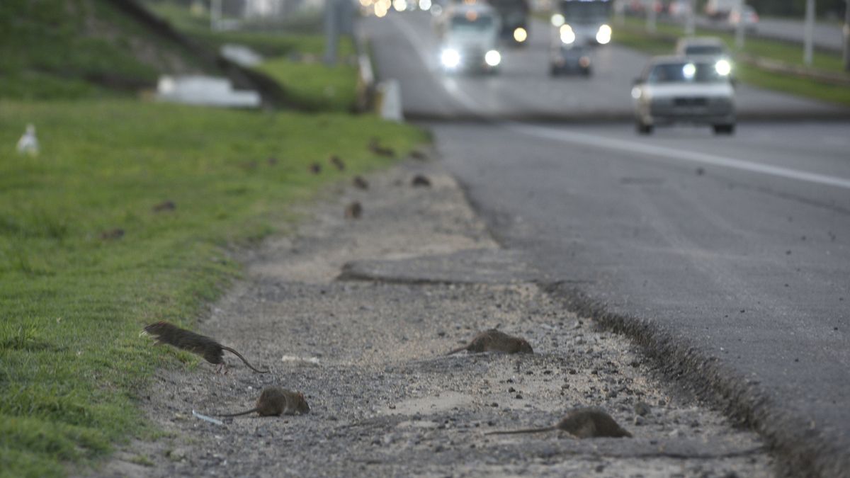 Crece la población de ratas en Rosario: toman medidas para controlar a ...
