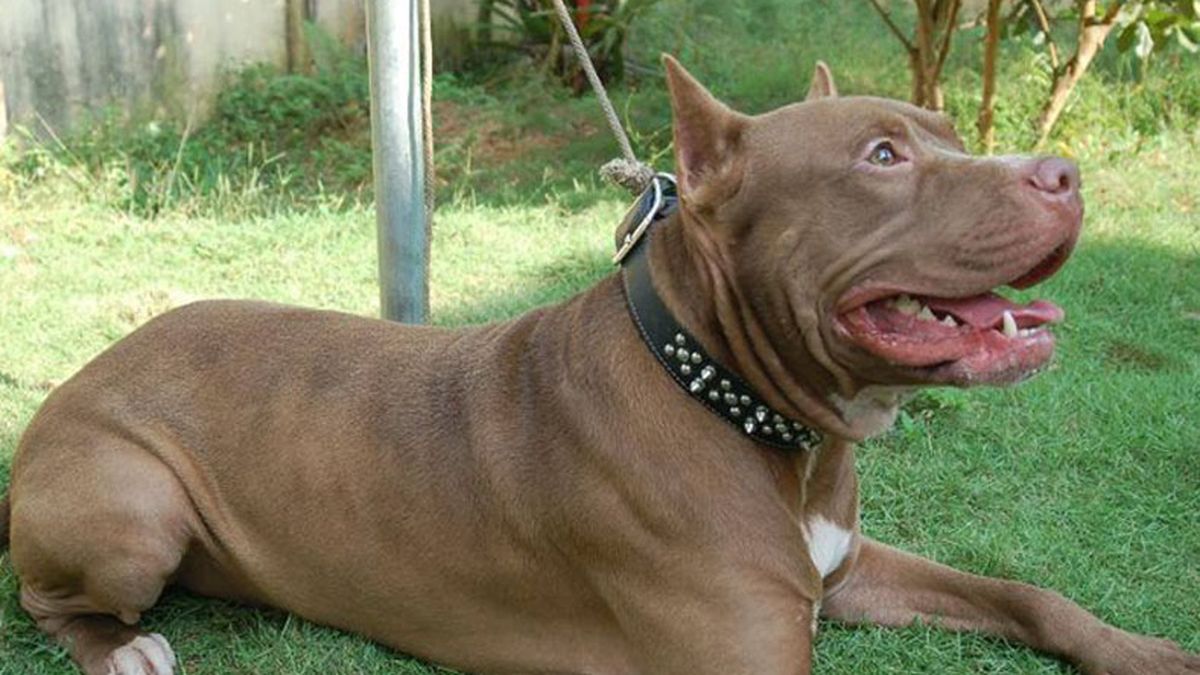 Novedosa modalidad delictiva: robar “armado” con un perro