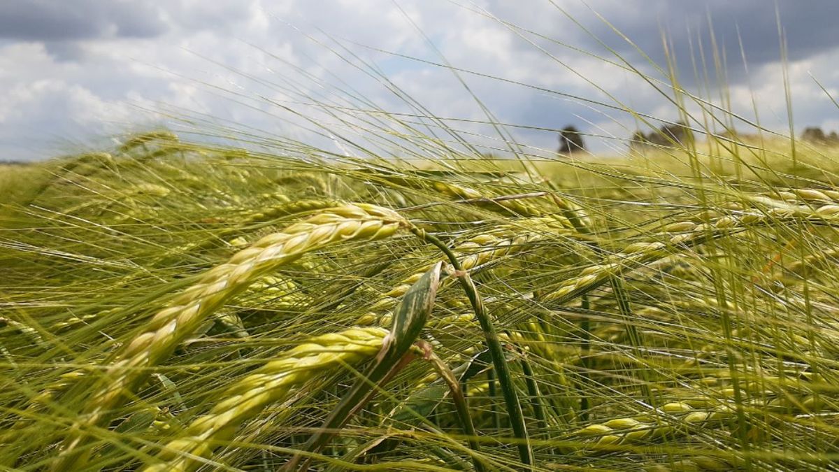 La cebada resistió mejor el embate de la sequía