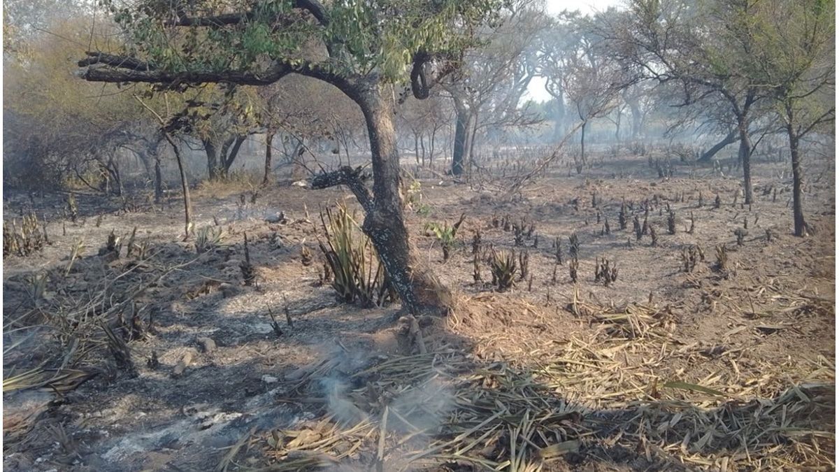 SNMF: Entre Ríos sigue entre las provincias con incendios